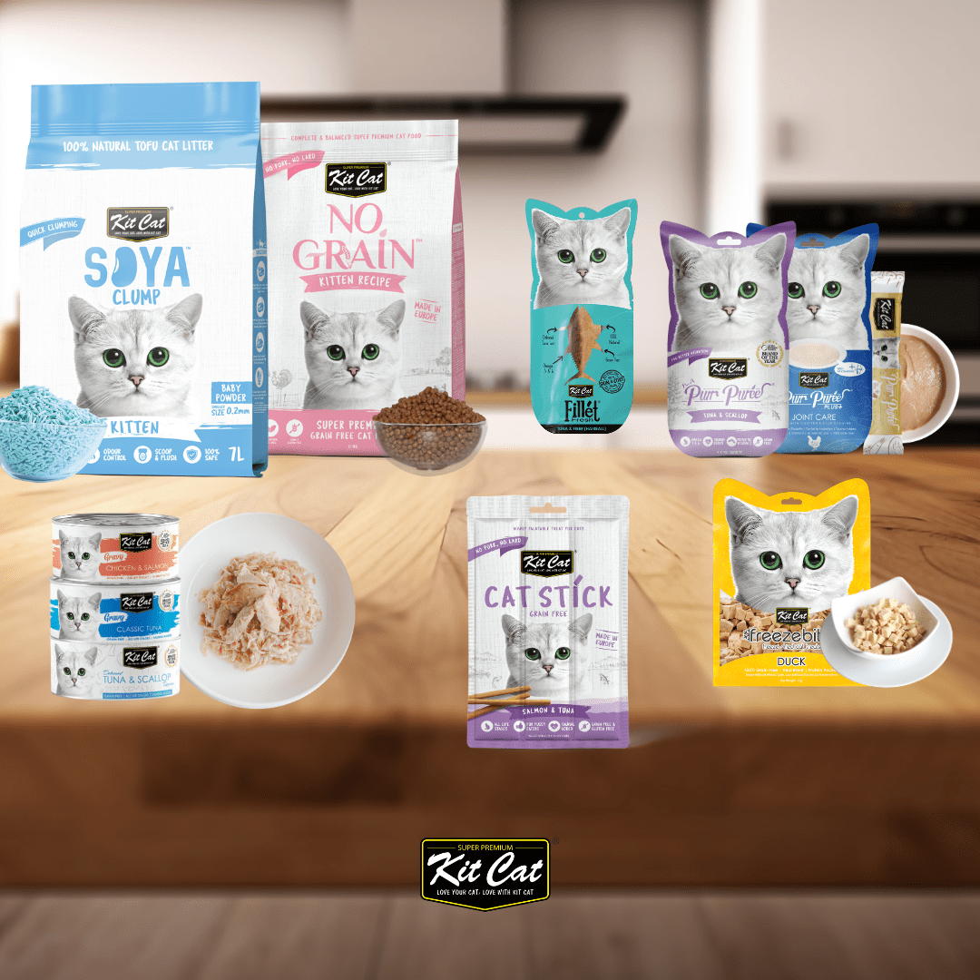 Pack Kitten – Kit Cat
